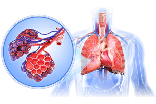 Lungs Checkup - well-beingpath